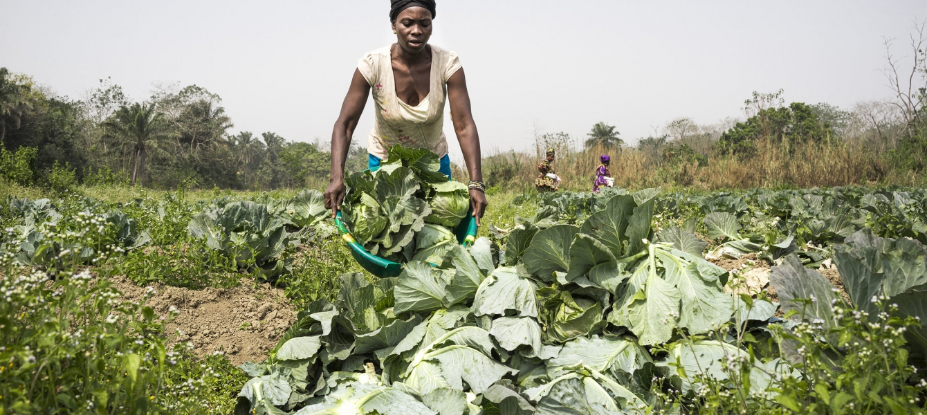Feeding Africa from Africa: Smallholder farmers to leverage on AfCFTA ...