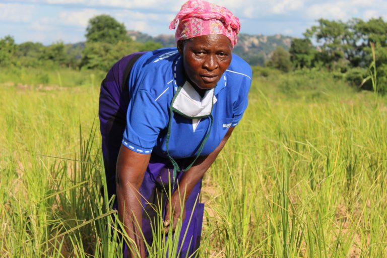 Farmers rediscover benefits of traditional small grains in Zimbabwe ...