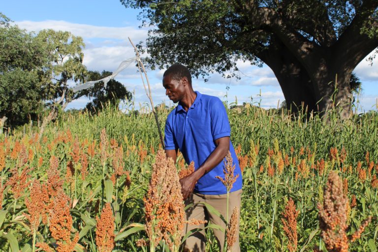 Farmers rediscover benefits of traditional small grains in Zimbabwe ...