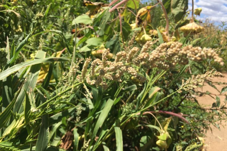 Farmers rediscover benefits of traditional small grains in Zimbabwe ...
