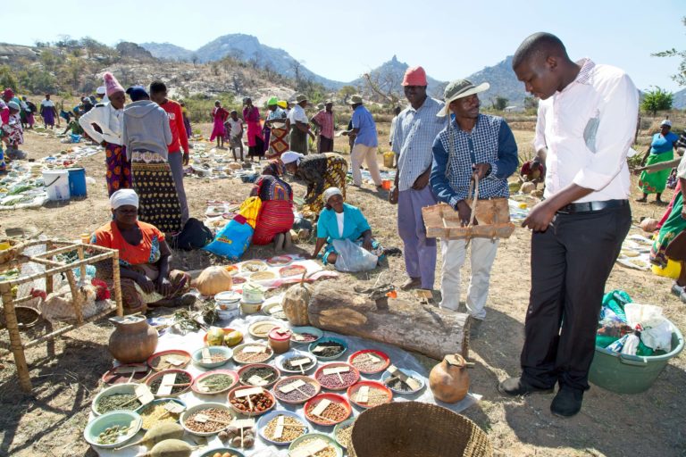 Farmers rediscover benefits of traditional small grains in Zimbabwe ...