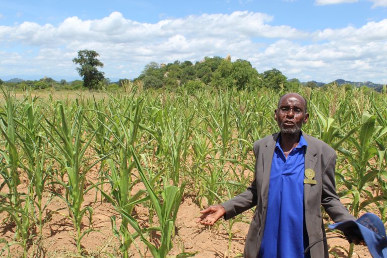 Farmers rediscover benefits of traditional small grains in Zimbabwe ...