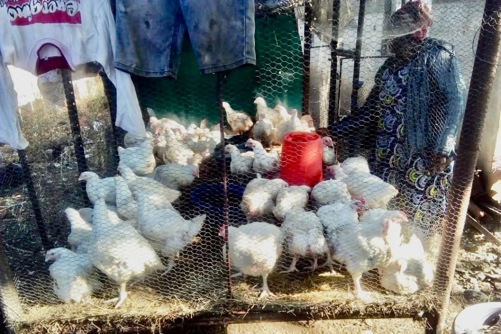 How poultry production generates income and employment: some cases from ...