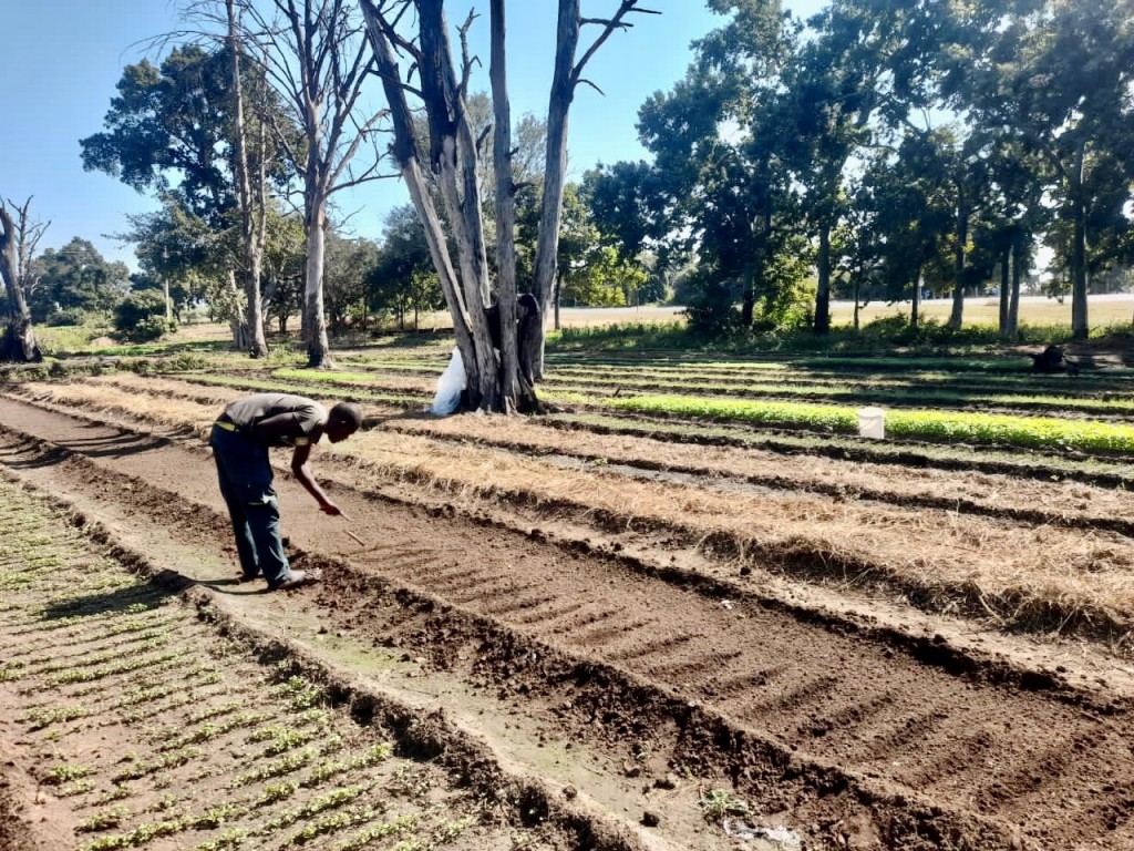 Booming horticulture markets in Zimbabwe: a growing ‘hidden middle ...