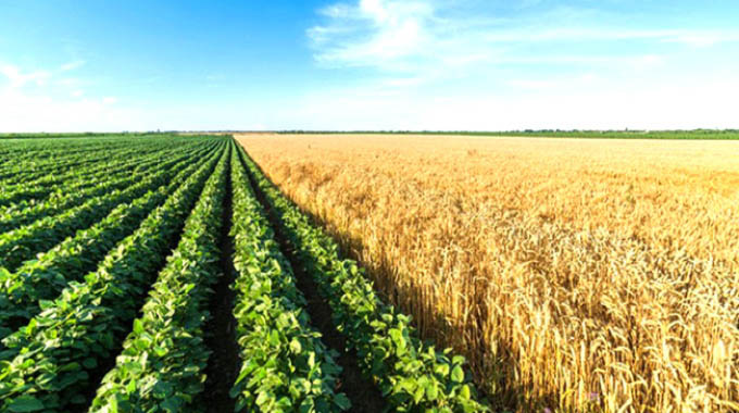 Private companies to fund US$175m crops - Zimbabwe Situation