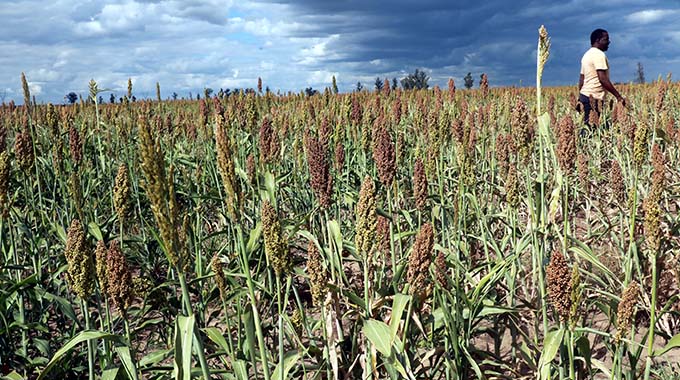 BCC resumes sorghum production after 5-year hiatus - Zimbabwe Situation